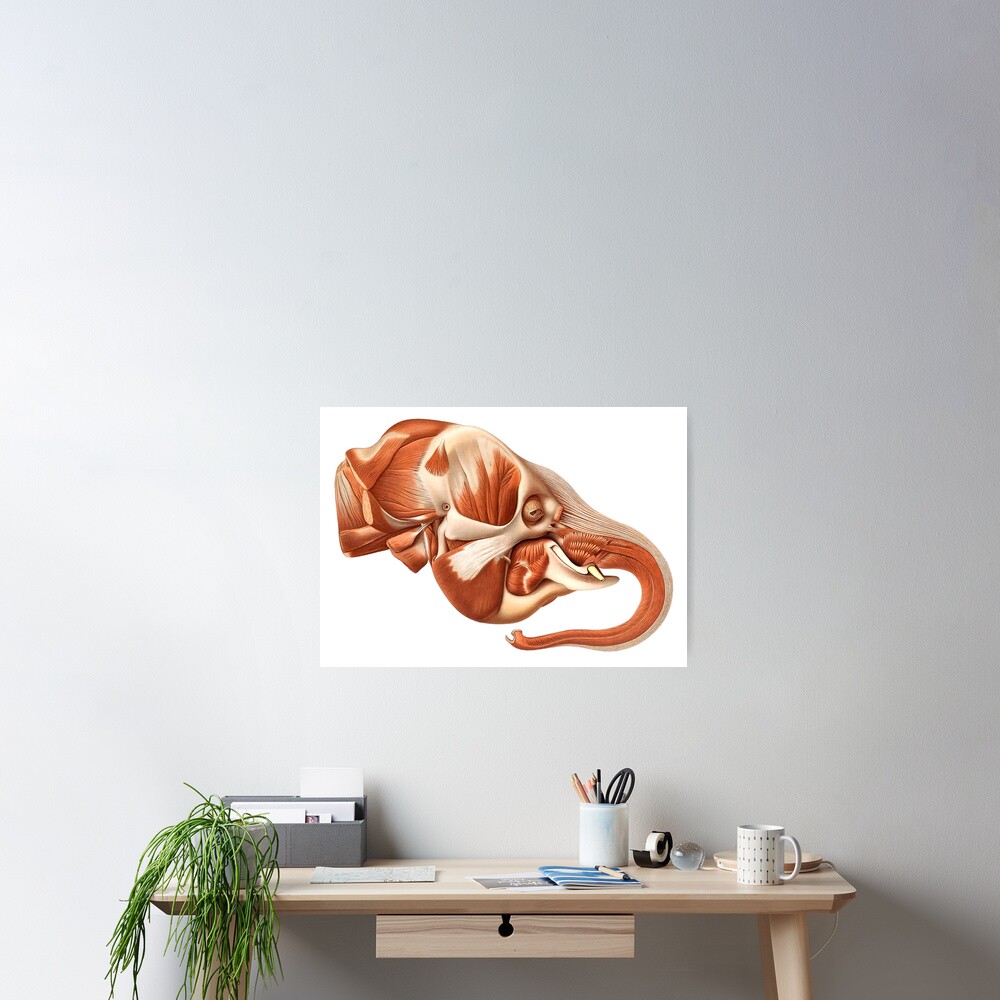 "Elephant head after removal of the Superficial muscles" Poster for ...