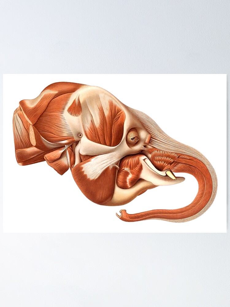 "Elephant head after removal of the Superficial muscles" Poster for ...