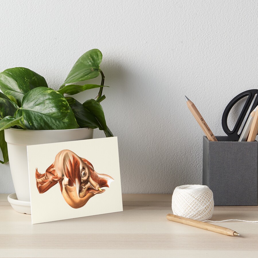 "Elephant head after removal of facial muscles" Art Board Print for ...