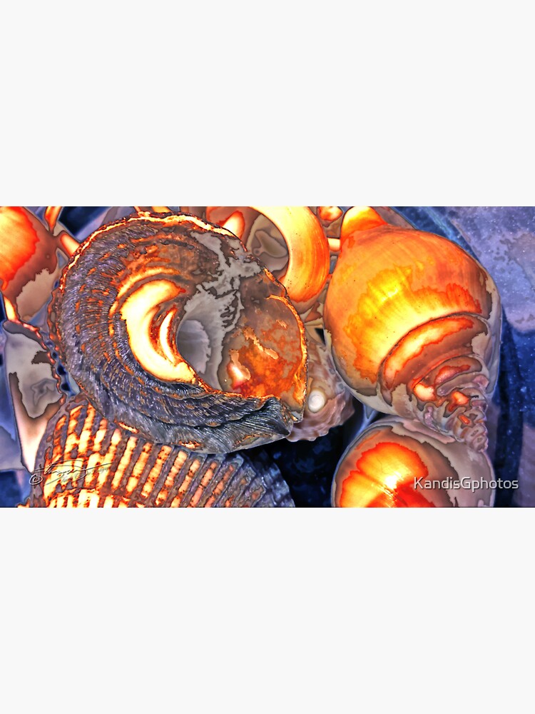 "Super Cool Shells" Sticker for Sale by KandisGphotos | Redbubble