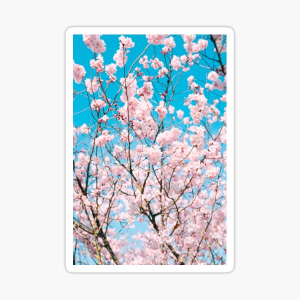 "sakura" Sticker for Sale by jaafar13 | Redbubble