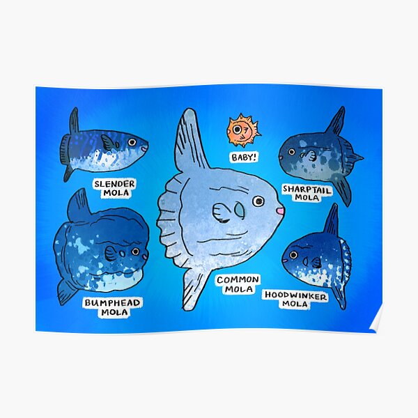 "Types of Mola Mola" Poster for Sale by salami-spots | Redbubble