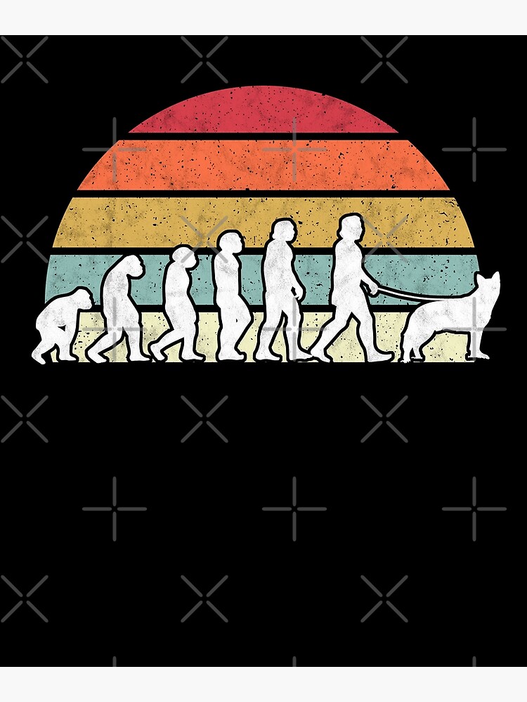 "Australian Cattle Dog Evolution Cattle Dog Vintage" Poster for Sale by ...