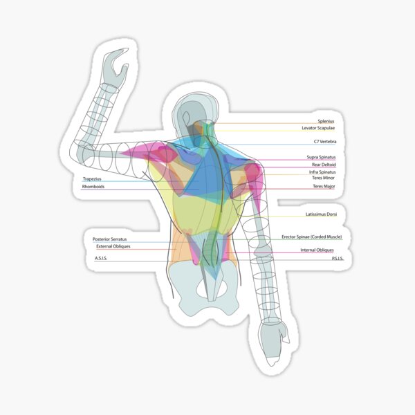 "Back Torso Muscles" Sticker for Sale by Squid-ink-art | Redbubble