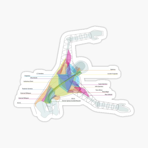 "Back Torso Muscles" Sticker for Sale by Squid-ink-art | Redbubble