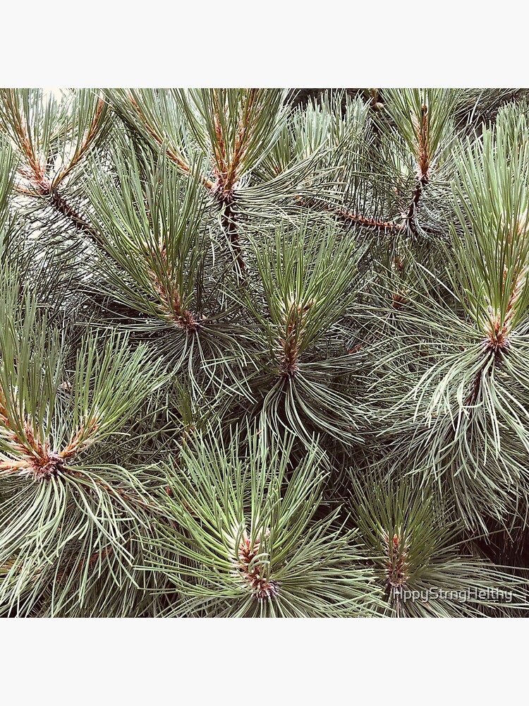 "Japanese Black Pine Needles Matsu Garden" Sticker for Sale by ...