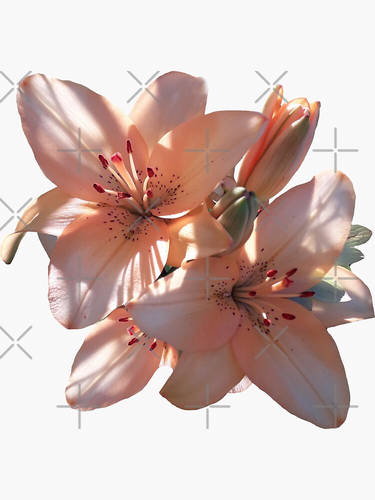 "Tiger lily" Sticker for Sale by saf-saf | Redbubble