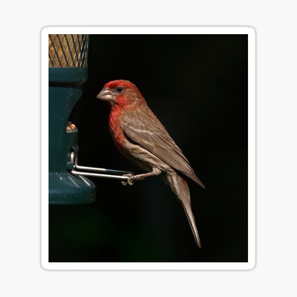 "The Dignified House Finch " Sticker for Sale by lanrophot | Redbubble