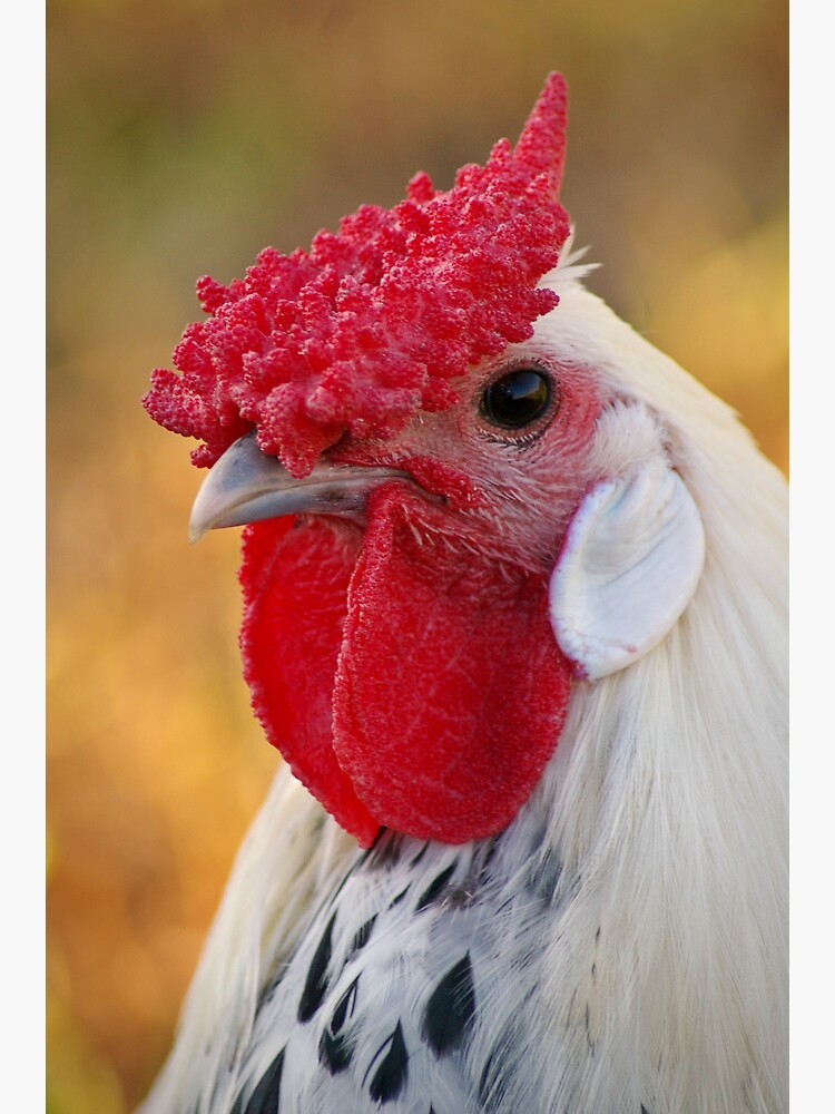 "Cogburn" Sticker for Sale by Kayleigh-Wilson | Redbubble