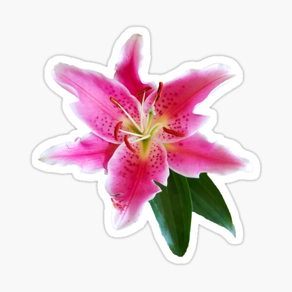 "Pink Lily Flower" Sticker for Sale by ellenhenry | Redbubble