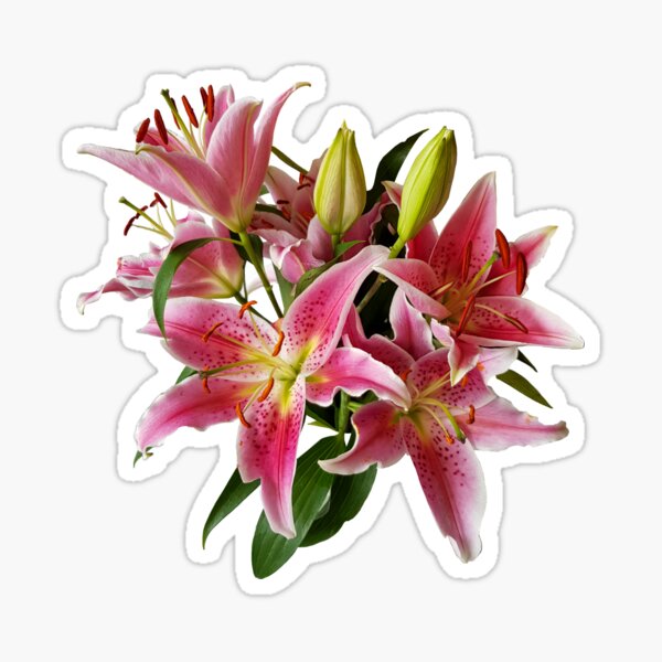 "Pink Lily Flowers" Sticker for Sale by ellenhenry | Redbubble
