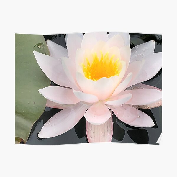 "Lilly" Poster by PhotoBliss | Redbubble