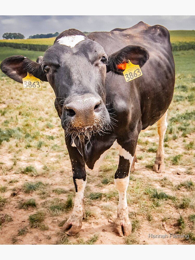 "Sassy Cow " Sticker by Hannahlfleming | Redbubble