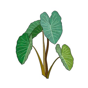Taro Plant Drawing Taro Plant Royalty Free Stock Image Storyblocks