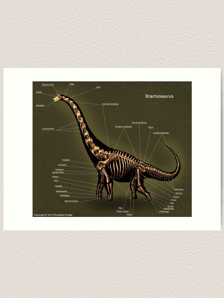 "Brachiosaurus Skeleton Study" Art Print by Thedragonofdoom | Redbubble