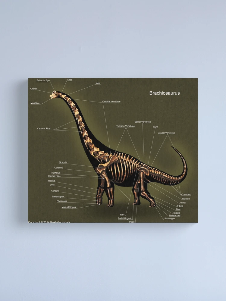 Brontosaurus Skeleton Diagram