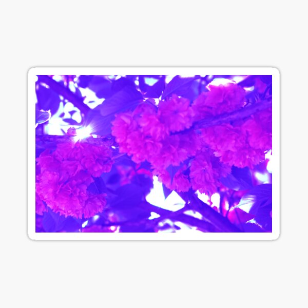 "Sakura Dreamworld Sun" Sticker for Sale by Reynaldo-Create | Redbubble