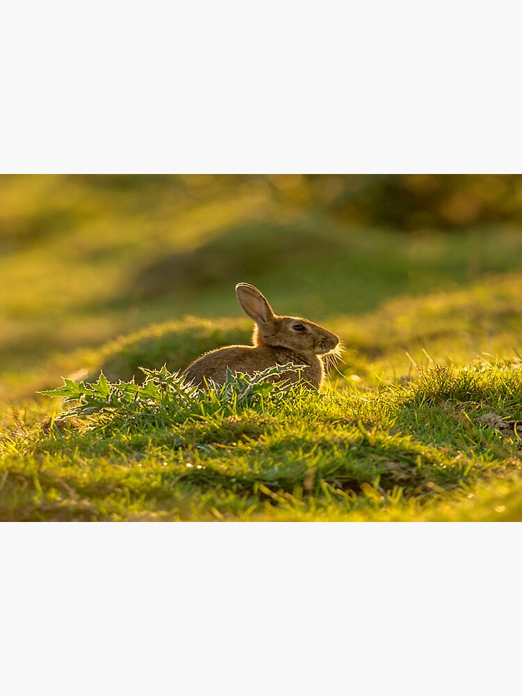 "Wild Rabbit I Am Magnificent" Sticker for Sale by AliusImago | Redbubble