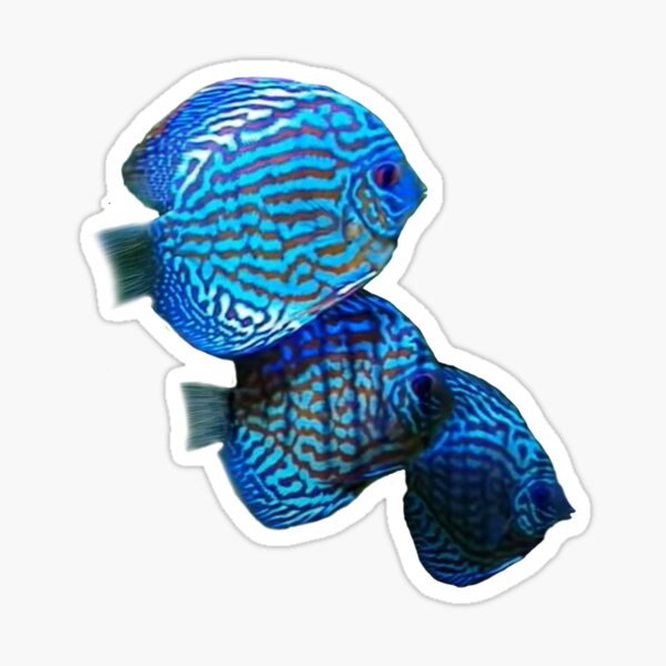 "DISCUS FISH, TURQUOISE" Sticker for Sale by Danicus666 | Redbubble
