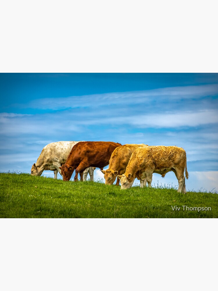 "Four go Grazing" Sticker by vivsworld | Redbubble