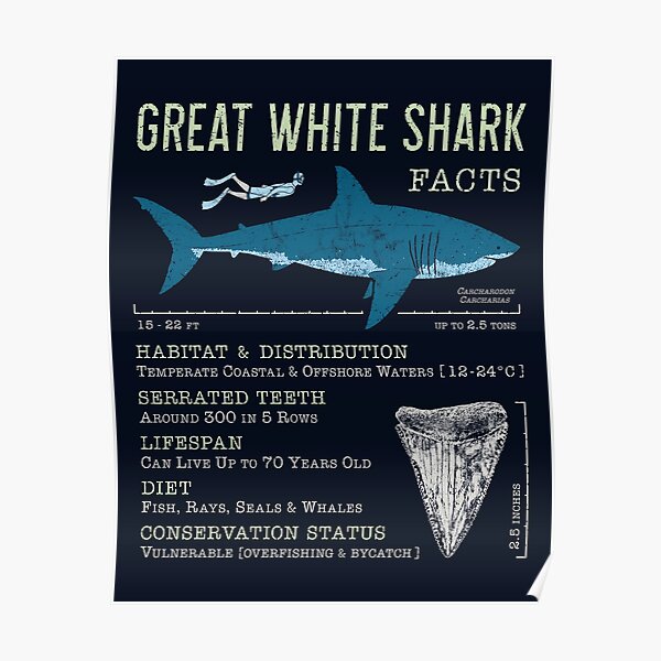 "Great White Shark Facts" Poster for Sale by IncognitoMode | Redbubble