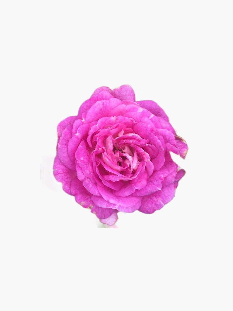 "Purple rose" Sticker by Rabbittails | Redbubble