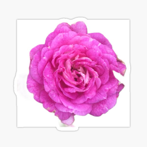 "Purple rose" Sticker by Rabbittails | Redbubble