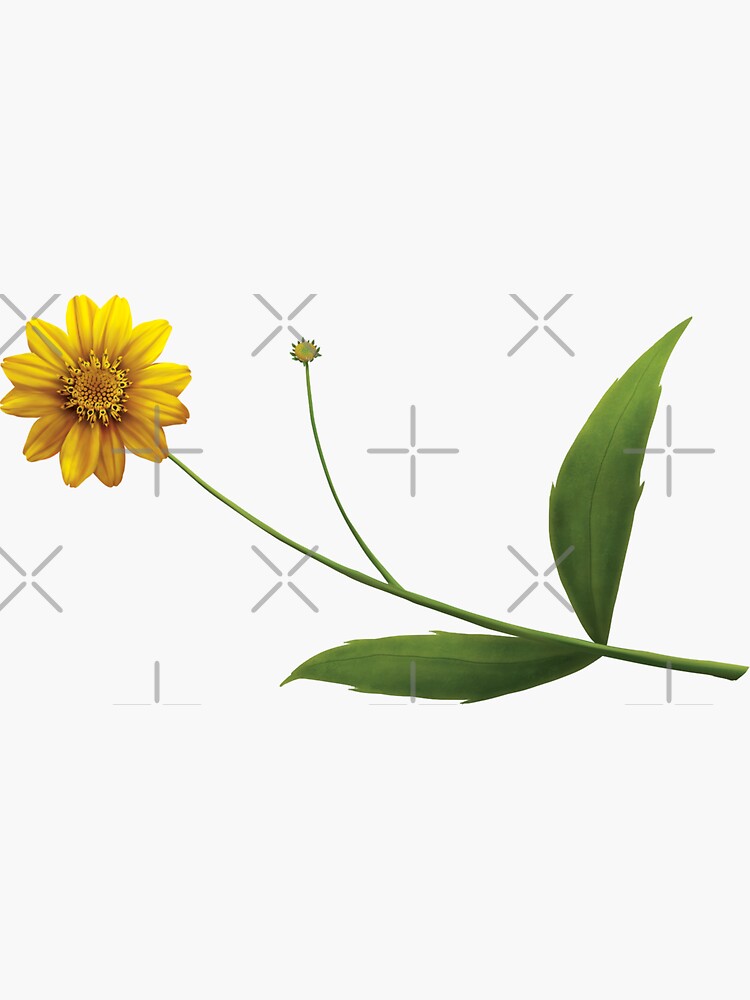 "Texas Creeping-Oxeye" Sticker for Sale by Inuyasha907 | Redbubble