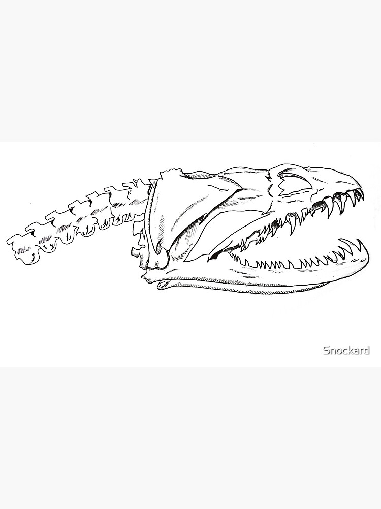 "Moray Eel Skull - Pen Drawing" Photographic Print by Snockard | Redbubble
