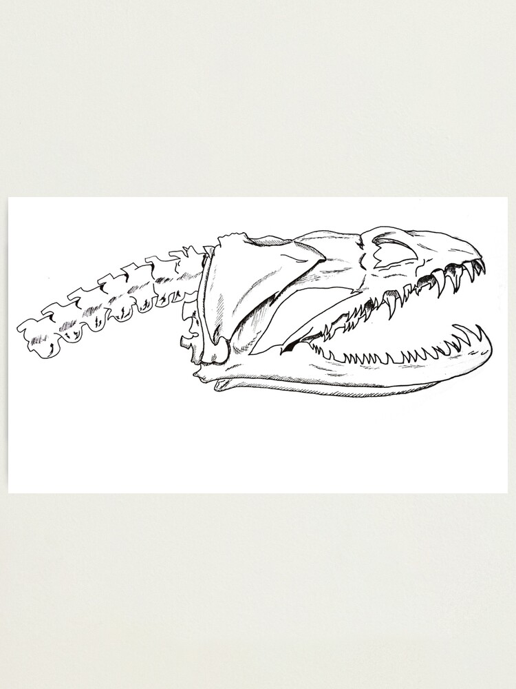 "Moray Eel Skull - Pen Drawing" Photographic Print by Snockard | Redbubble