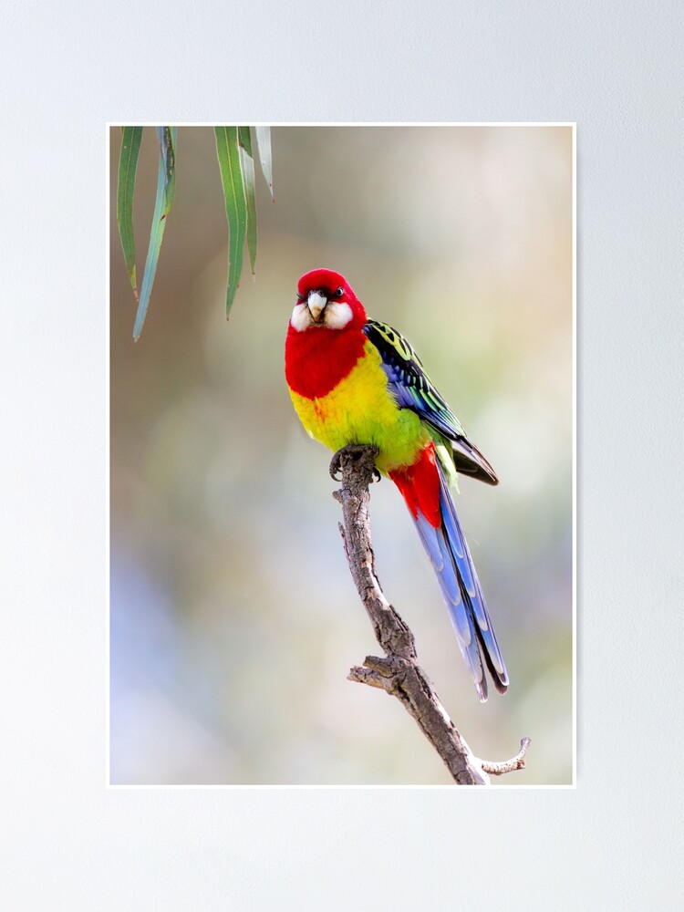 "Eatern Rosella and Gum leaves" Poster by Seesee | Redbubble