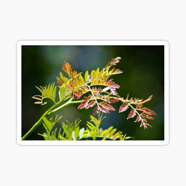 "Locust Leaves" Sticker for Sale by Kayleigh Wilson | Redbubble