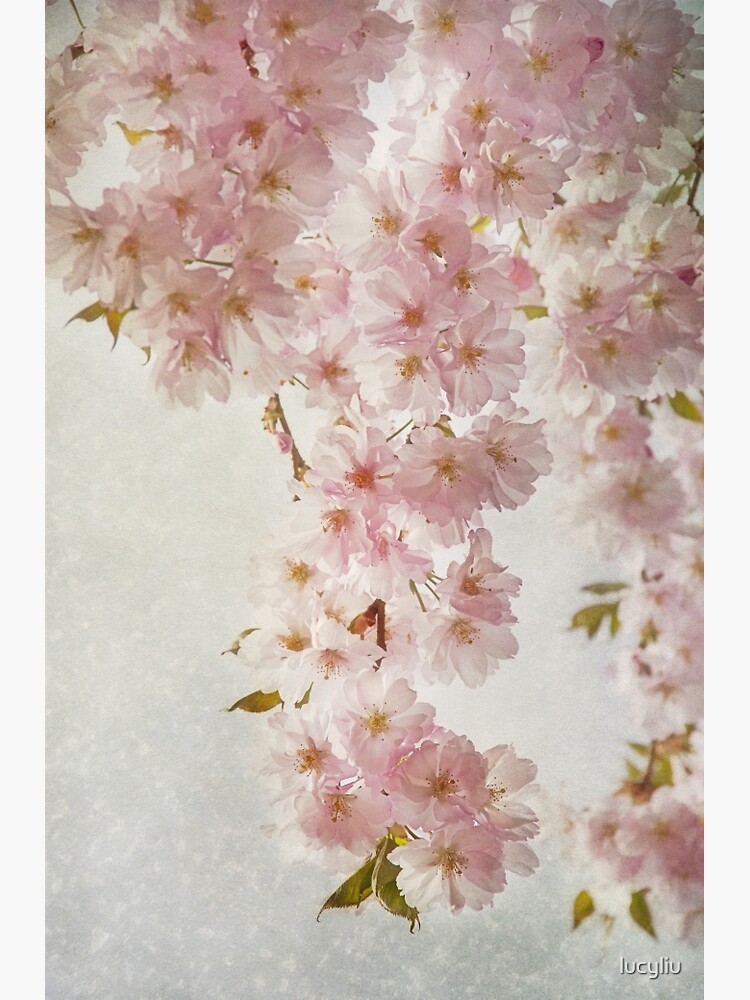Hanami Premium Matte Vertical Poster sold by Sharona Recording | SKU ...