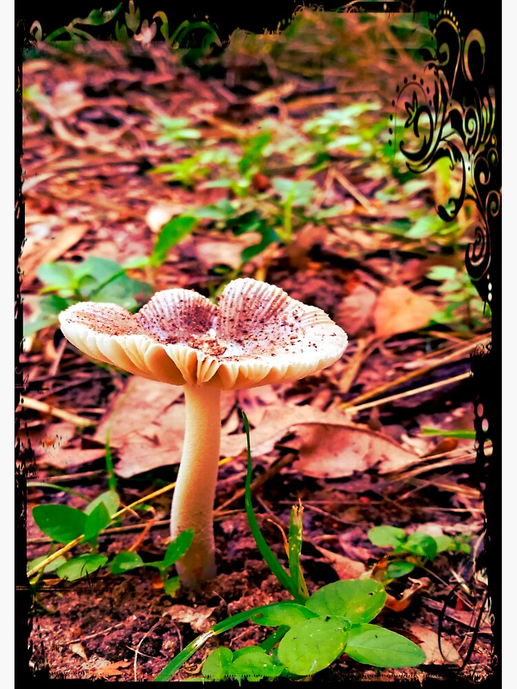 "Forest Fungai" Sticker by mccabet | Redbubble