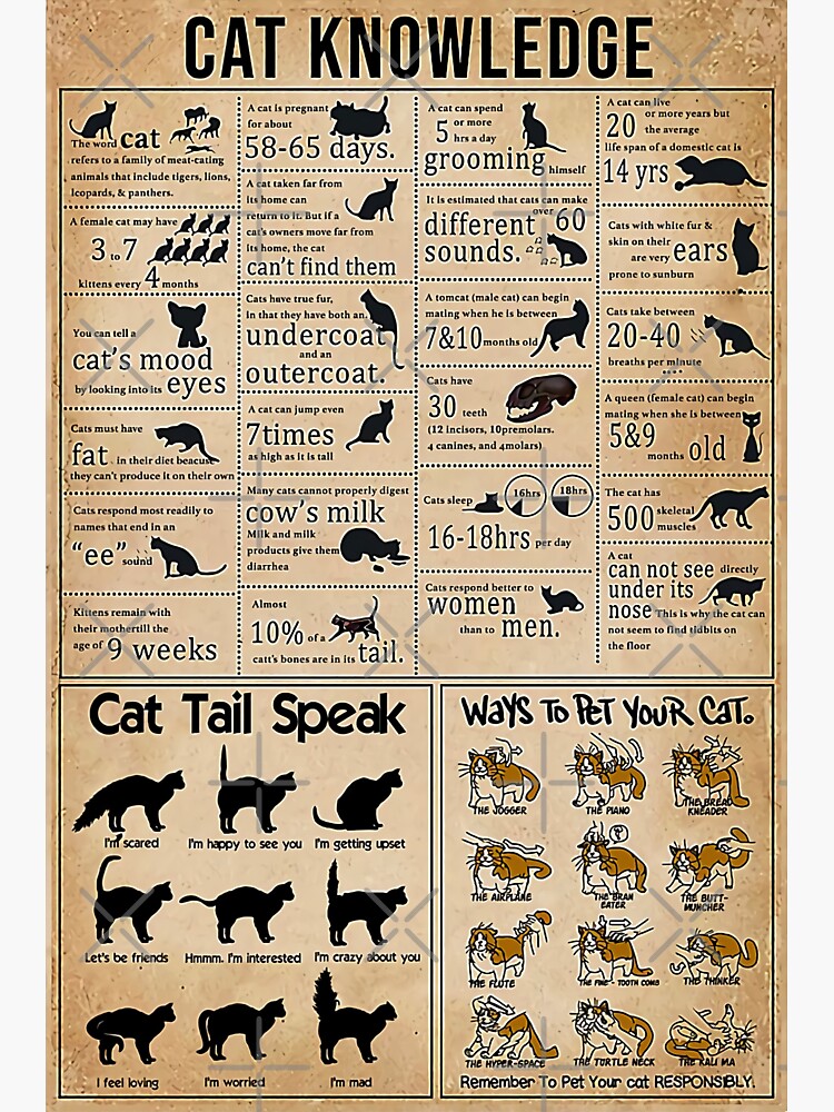 "Cat Knowledge Poster" Sticker for Sale by ciskajocelyn | Redbubble