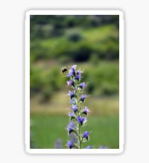 Wildflower: Stickers | Redbubble