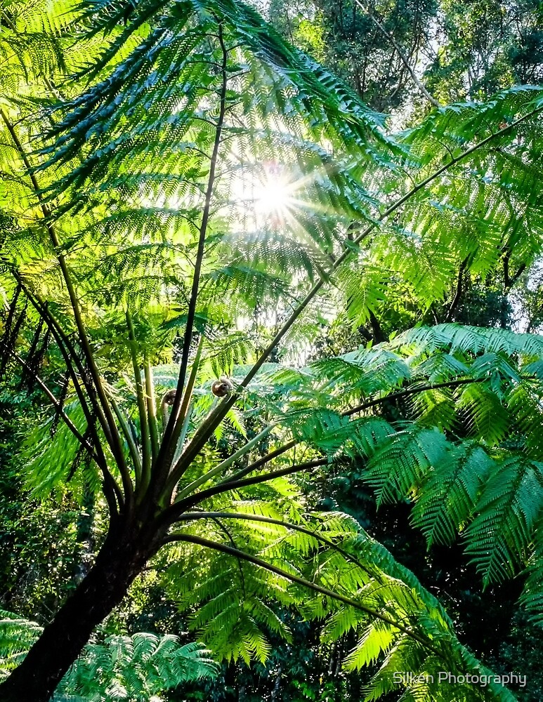 "Daintree Rainforest Fern" by Silken Photography | Redbubble