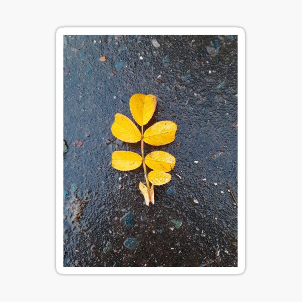 "Leaf contrast" Sticker by CieraCree | Redbubble