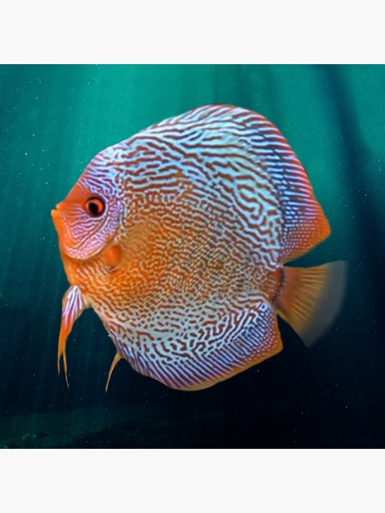 Snakeskin Discus