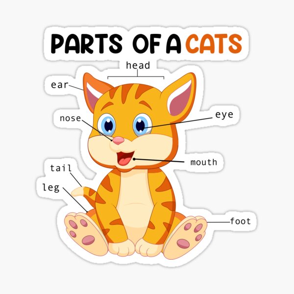 "FUNNY ANATOMY OF A CAT KITTEN FELINE, PARTS OF A CATS" Sticker by ...