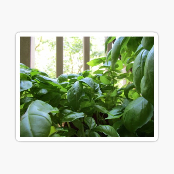"Basil" Sticker for Sale by CPArtStudios | Redbubble