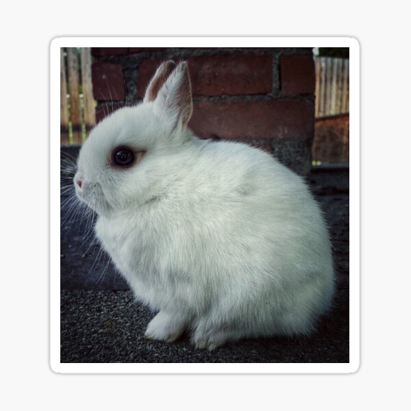 "Snowball" Sticker for Sale by Ensuzyasm1963 | Redbubble