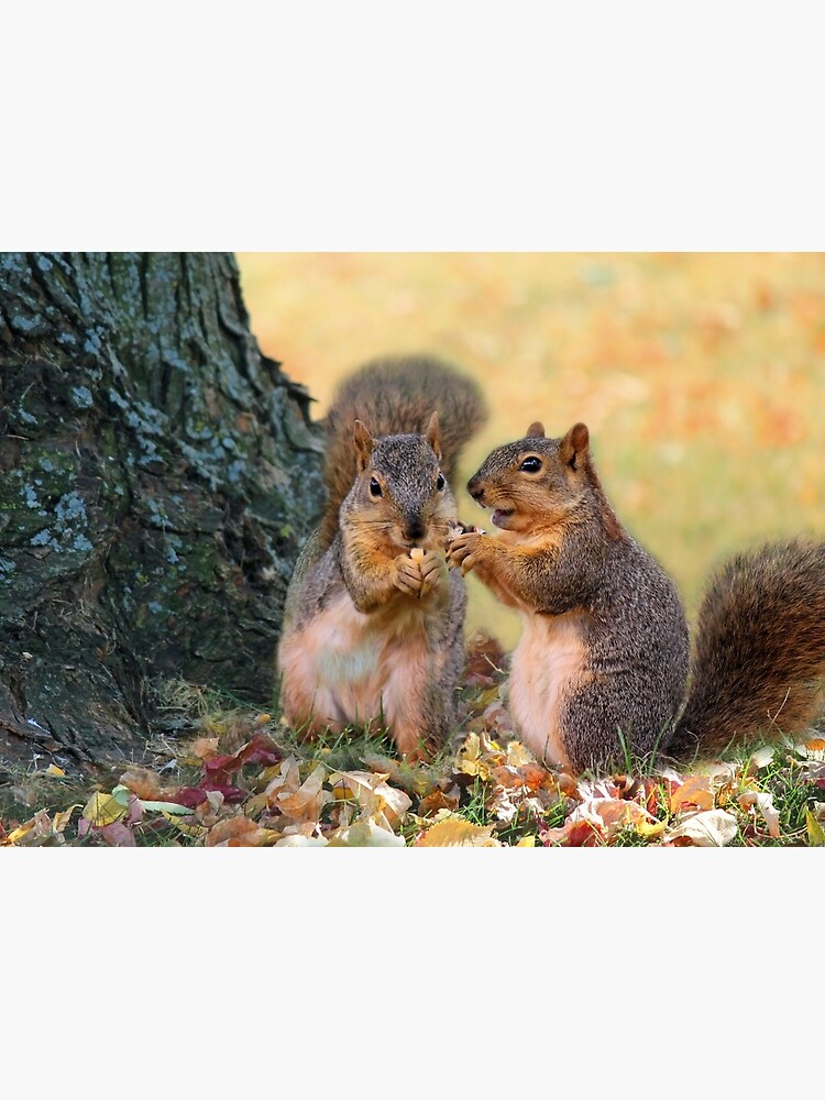"Squirrel Talk" Poster by littlecritters | Redbubble