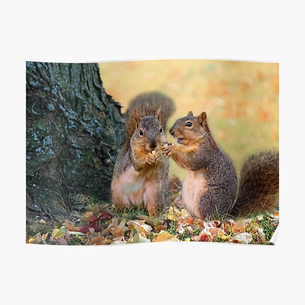 "Squirrel Talk" Poster by littlecritters | Redbubble