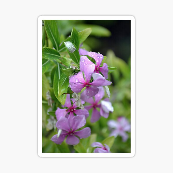 "Rain drenched pink periwinkle flowers" Sticker for Sale by VeenaNair23 ...