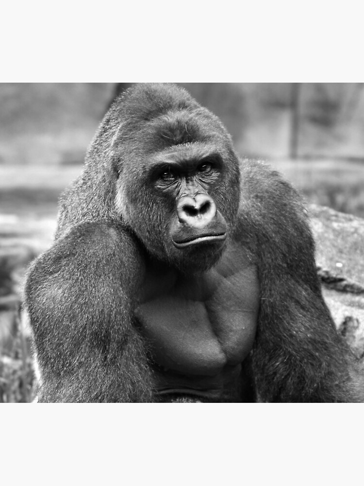 "Harambe" Poster by ii3d | Redbubble