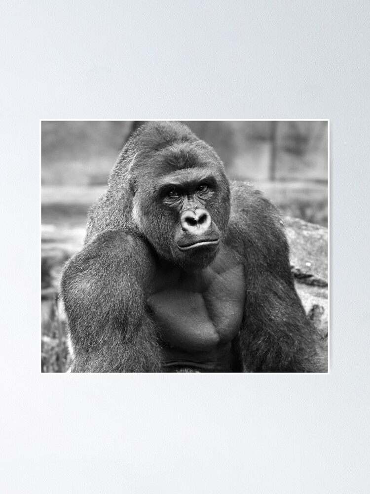"Harambe" Poster by ii3d | Redbubble