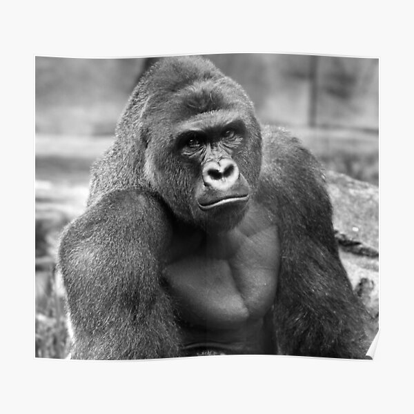 "Harambe" Poster by ii3d | Redbubble