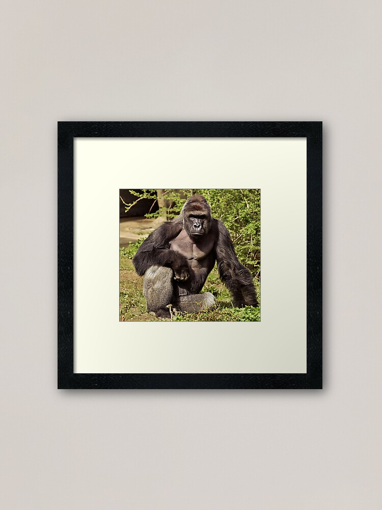 "Harambe" Framed Art Print for Sale by WalrusClothesCo | Redbubble