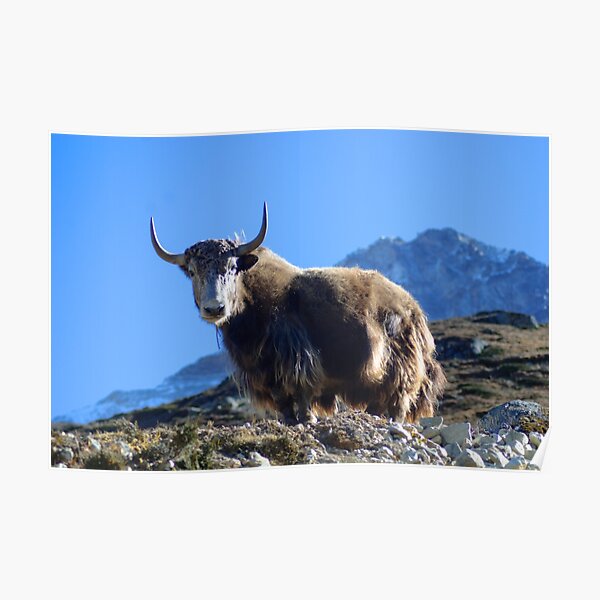 "Himalayan Yak Everest Region Nepal" Poster for Sale by emergentdesigns ...